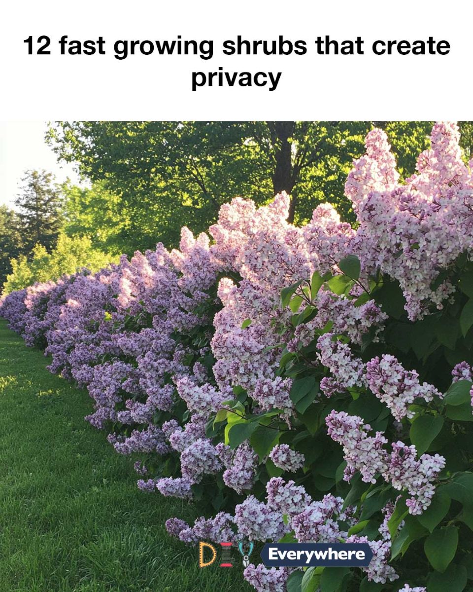 12 fast growing shrubs that create privacy - Diy Home Garden
