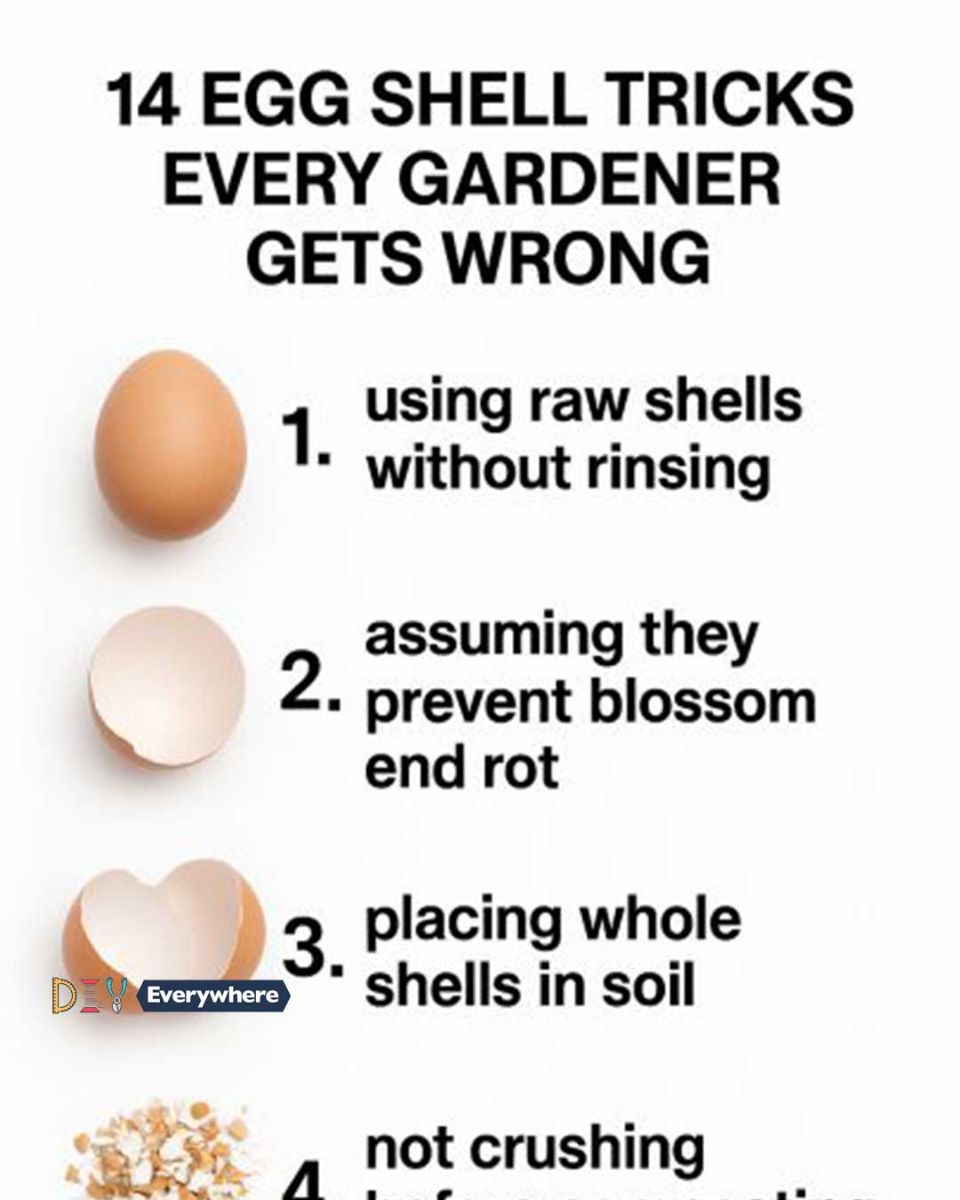 14 egg shell tricks every gardener gets wrong - Diy Home Garden