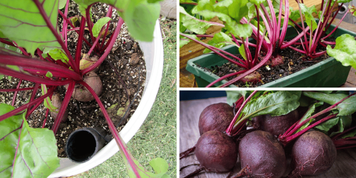 How to Successfully Grow Beets in Containers - Diy Home Garden