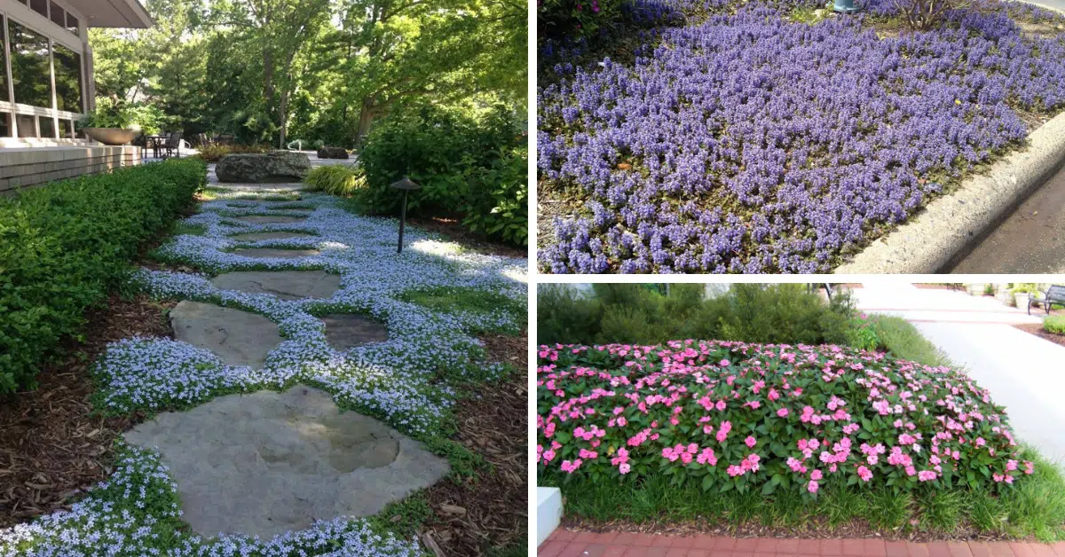 20 Decorative Shade-Loving Ground Covers - Diy Home Garden