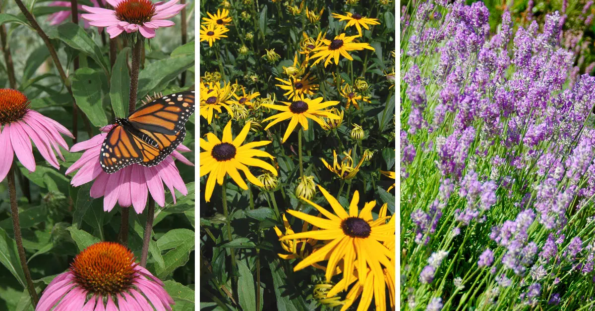 15 Plants that Can Thrive in Low-Quality Soil - Diy Home Garden