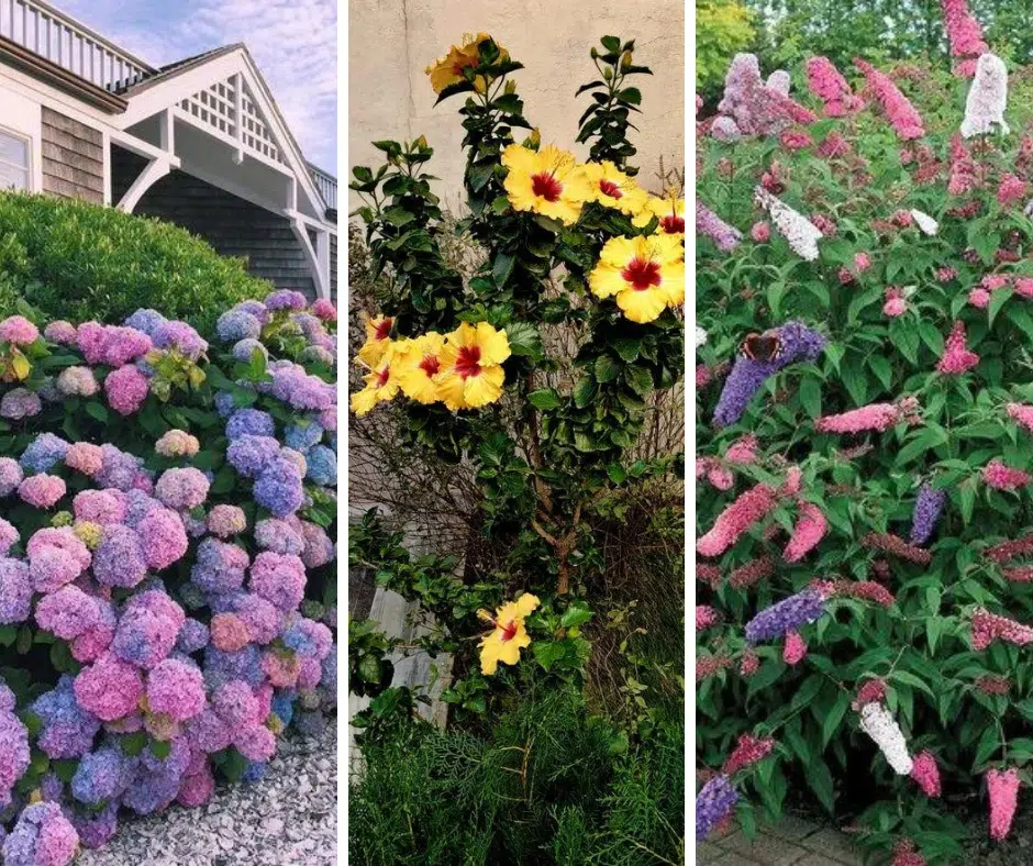 15 Shrubs that Bloom All Year - Diy Home Garden
