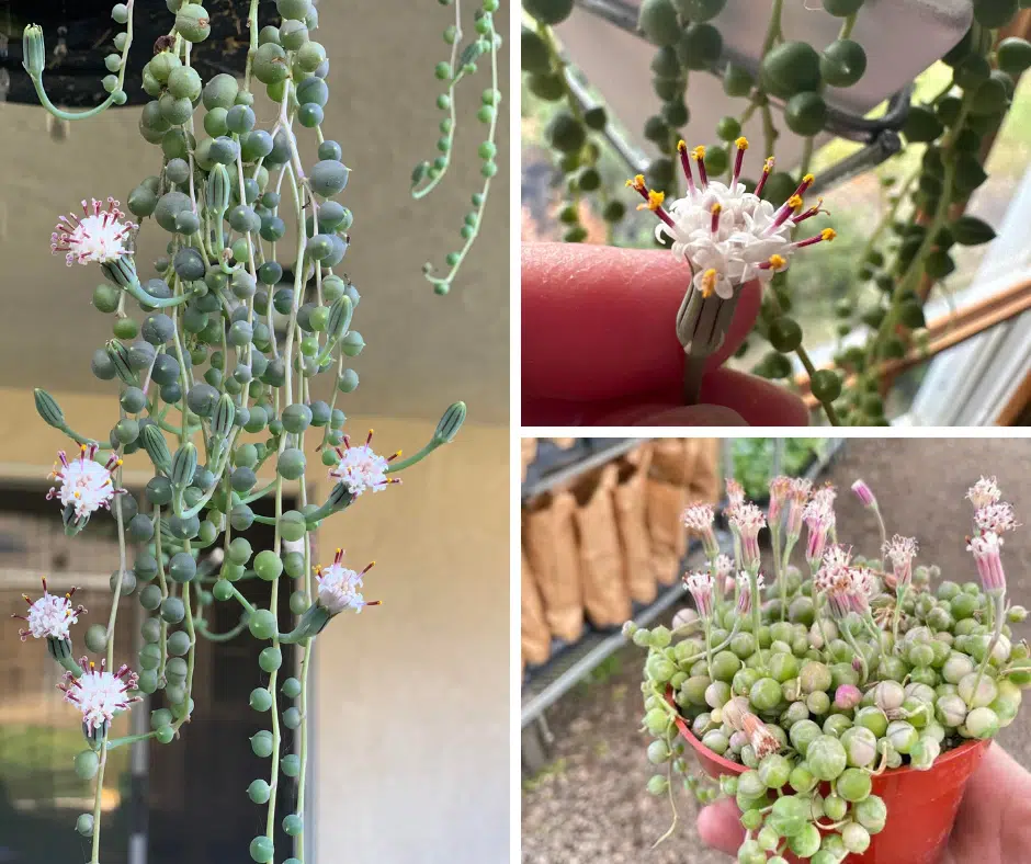 How to Make a String Of Pearls to Bloom (Highly Fragrant & Rare) - Diy ...