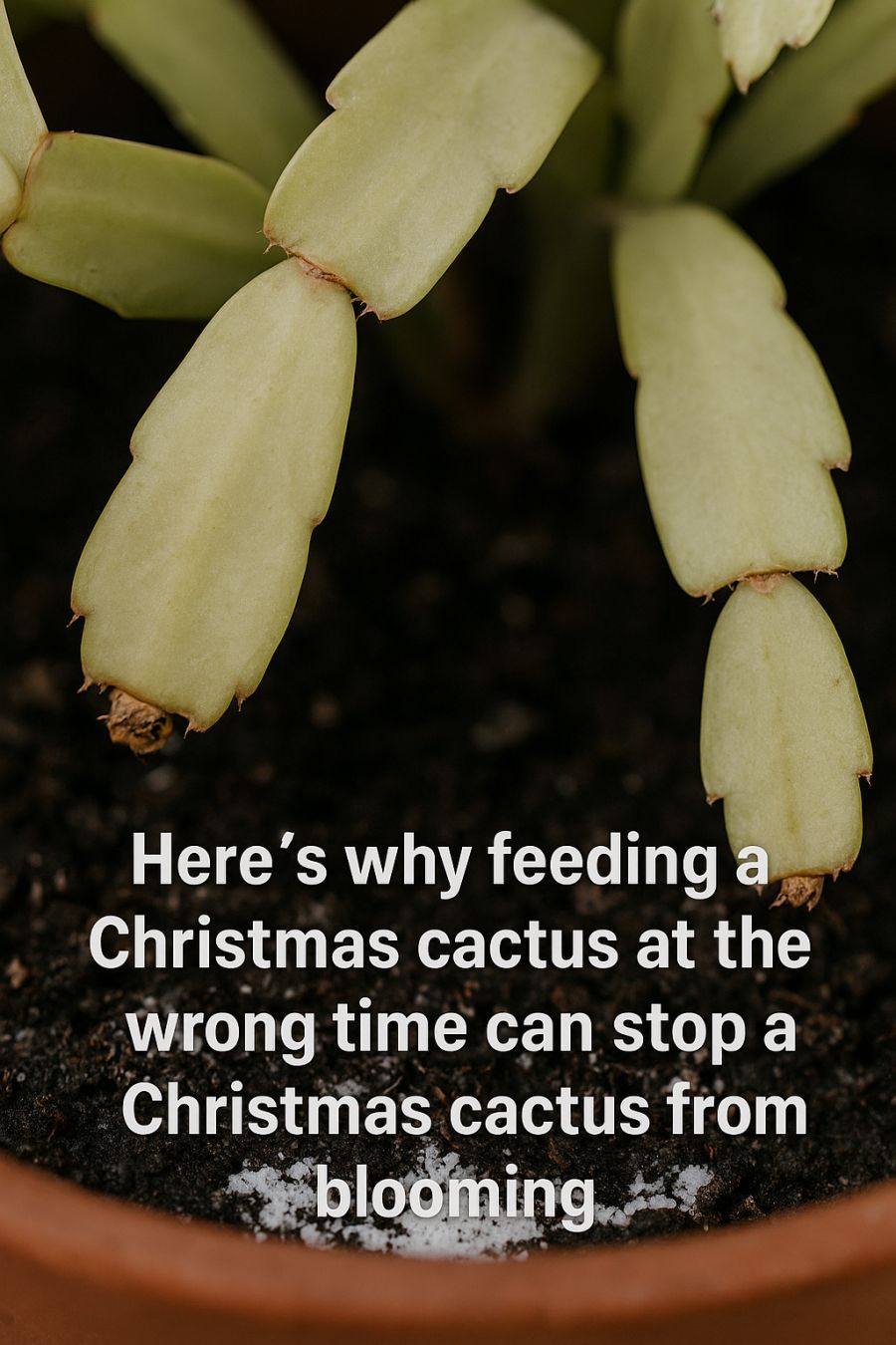 Here's why feeding a Christmas cactus at the wrong time can stop a ...