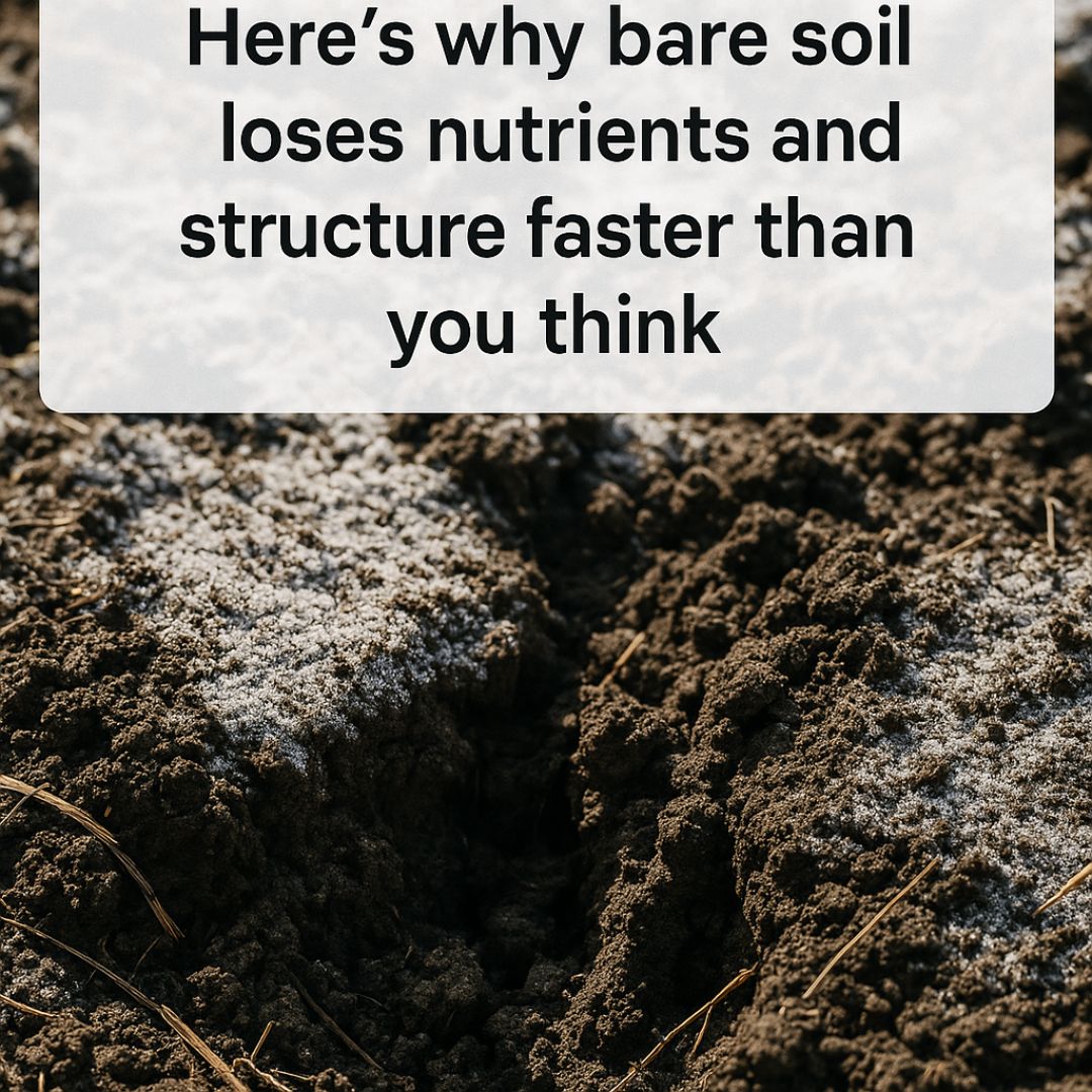 Here's why bare winter soil loses nutrients and structure faster than ...