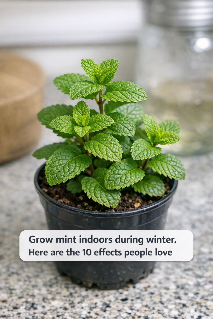Grow mint indoors during winter. Here are the 10 effects people love ...