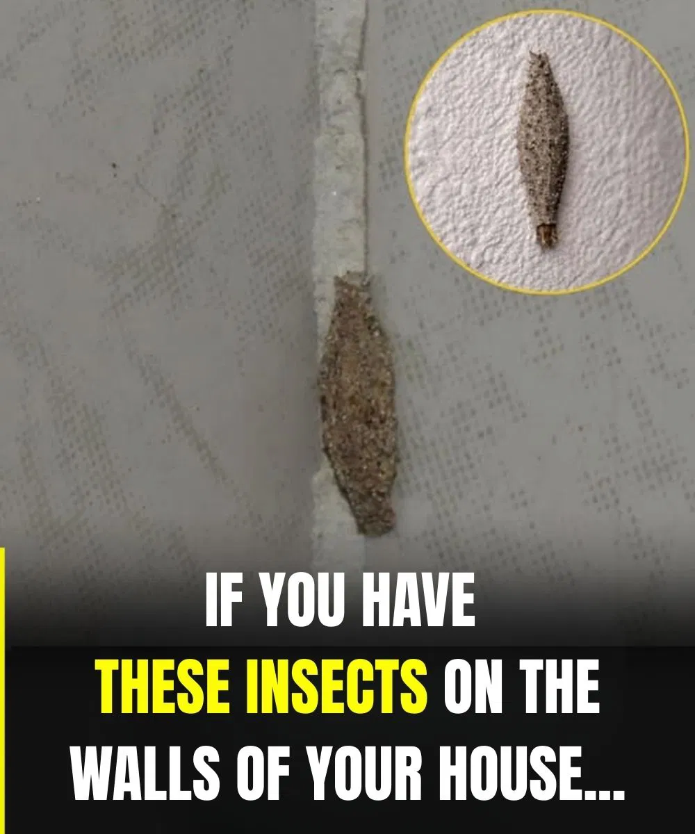 The Most Common Places This Insect Hides Inside Your Home - Diy Home Garden